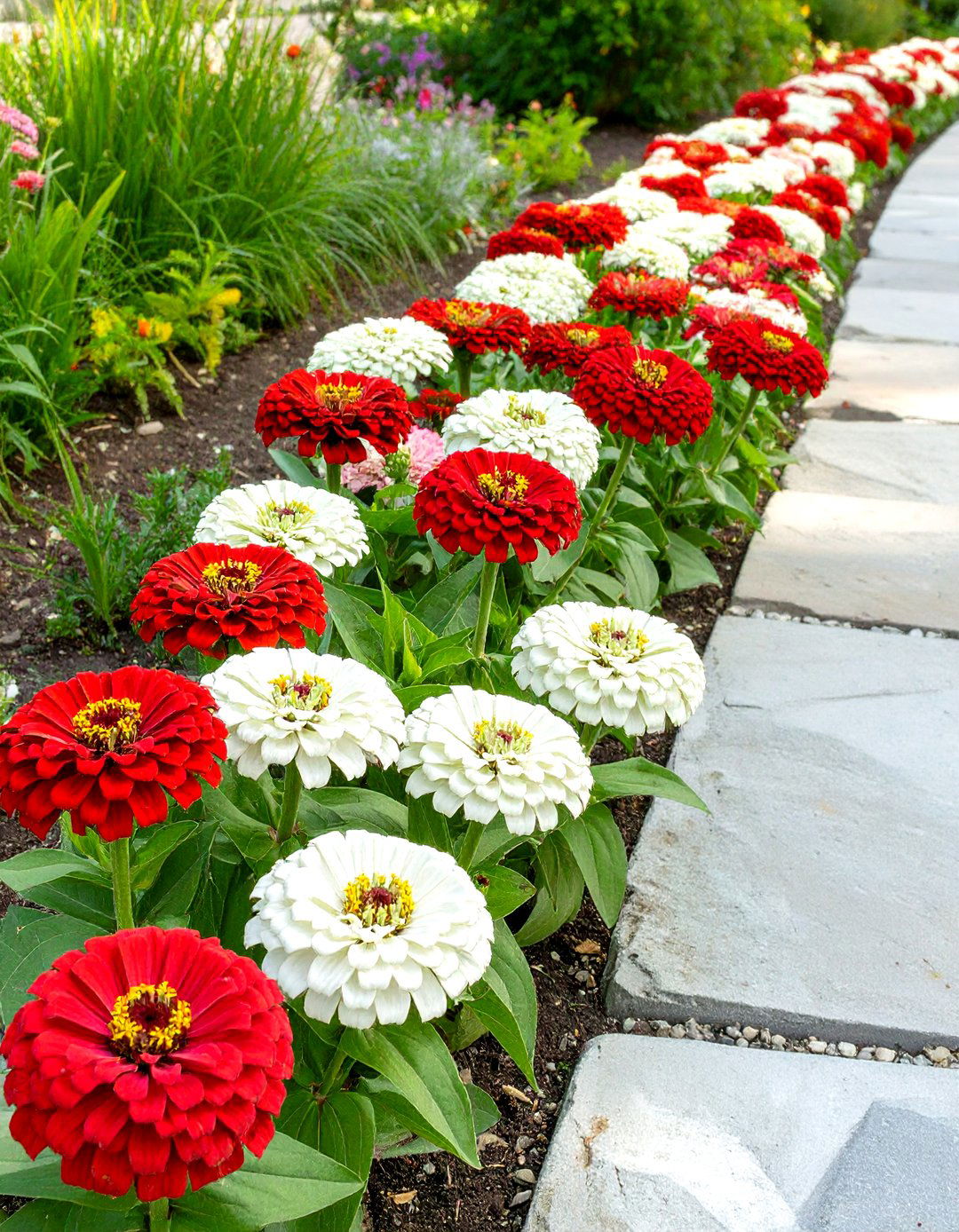 30 Colorful Zinnia Garden Ideas for Your Outdoor Space - We Love Home Blog