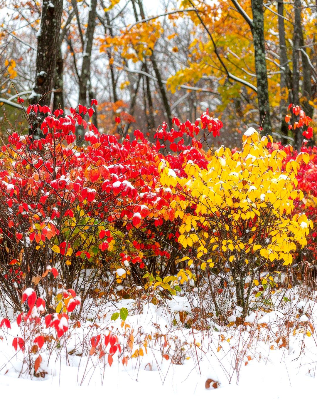 30 Red Twig Dogwood Landscape Design Ideas for Color - We Love Home Blog