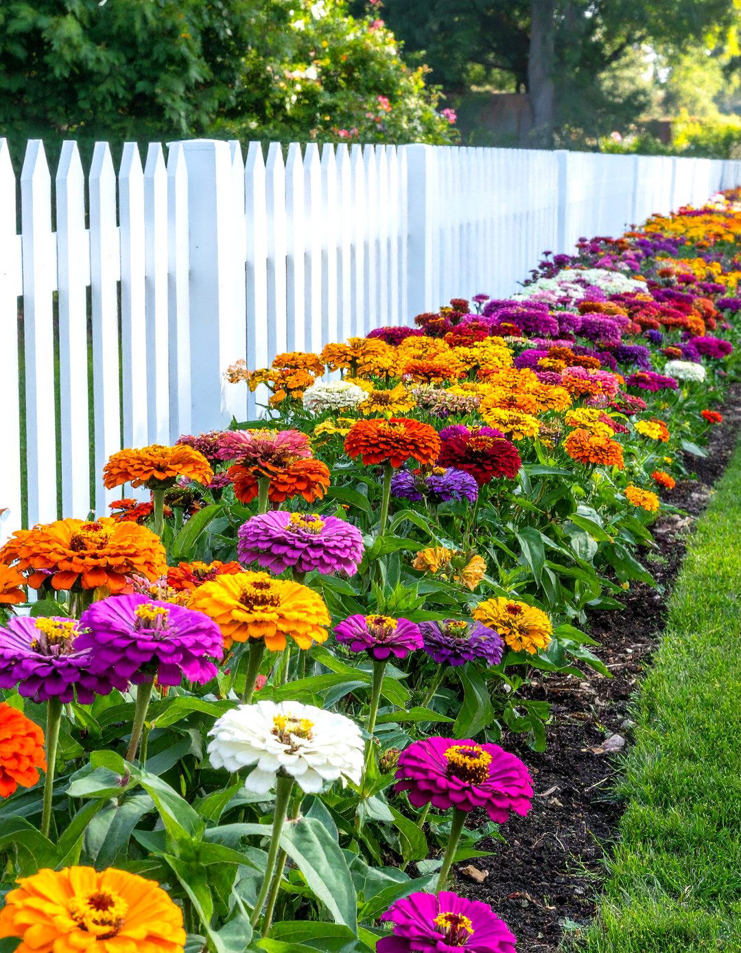 30 Colorful Zinnia Garden Ideas for Your Outdoor Space - We Love Home Blog