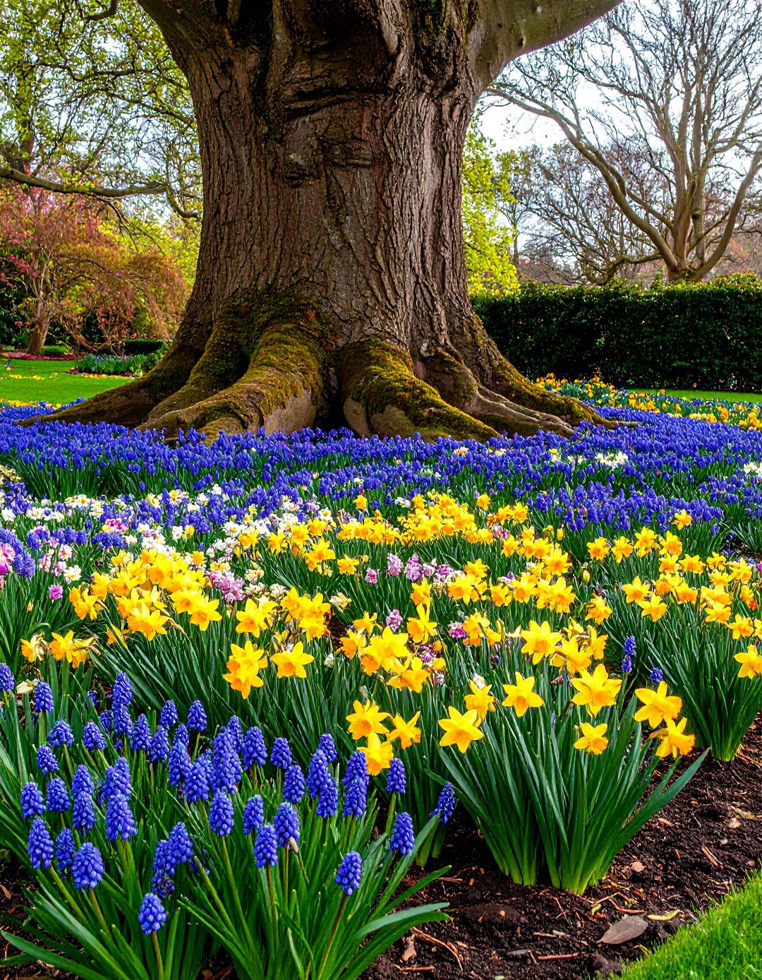 30 Landscaping Ideas Around Tree Roots That Work - We Love Home Blog