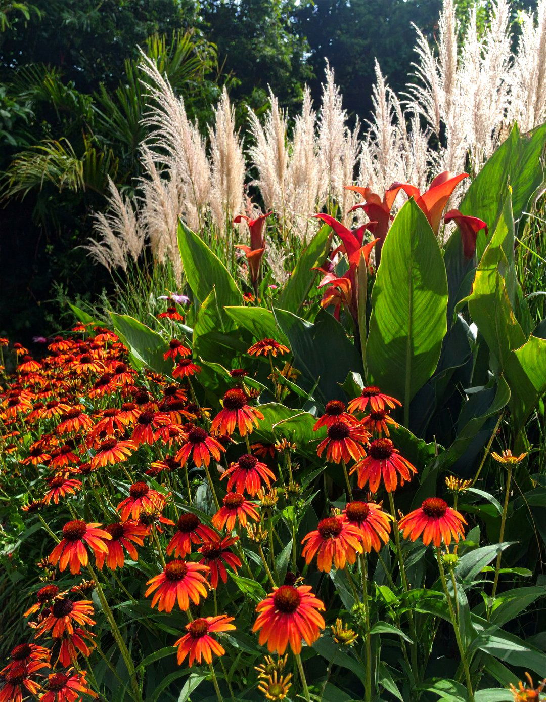 30 Beautiful Coneflower Garden Design Ideas for Color - We Love Home Blog