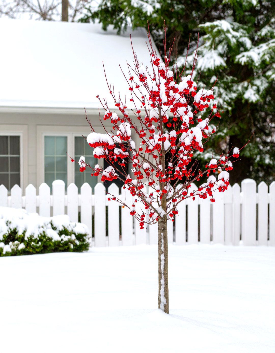 30 Red Twig Dogwood Landscape Design Ideas for Color - We Love Home Blog