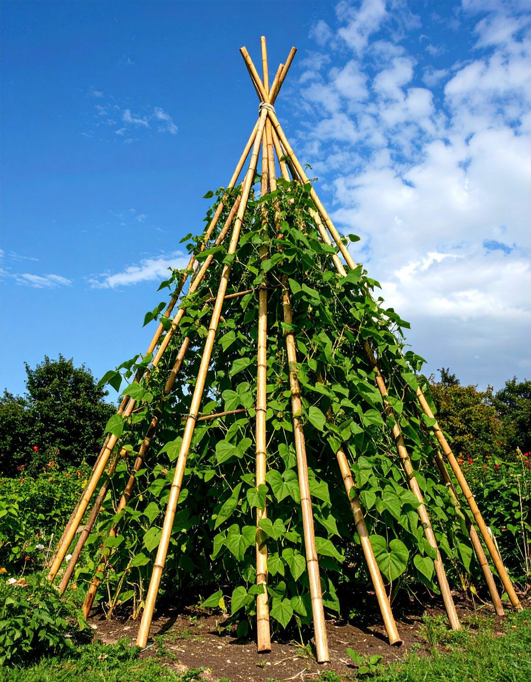 30 Versatile Garden Trellis Ideas for Climbing Plants - We Love Home Blog