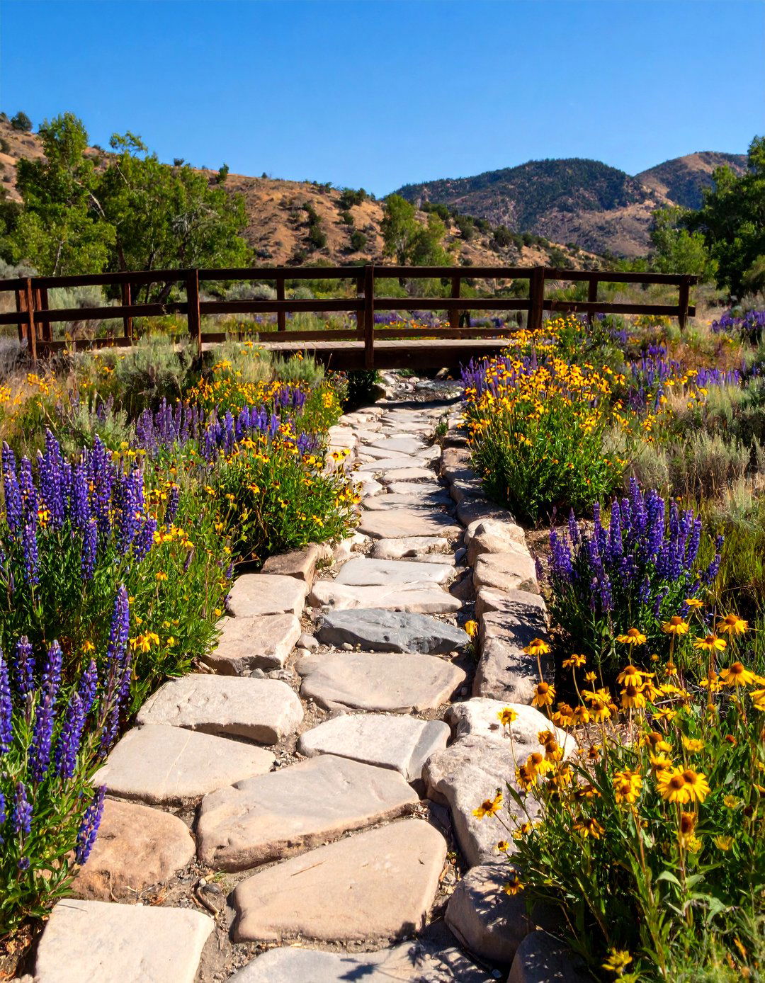 30 Beautiful Coneflower Garden Design Ideas for Color - We Love Home Blog